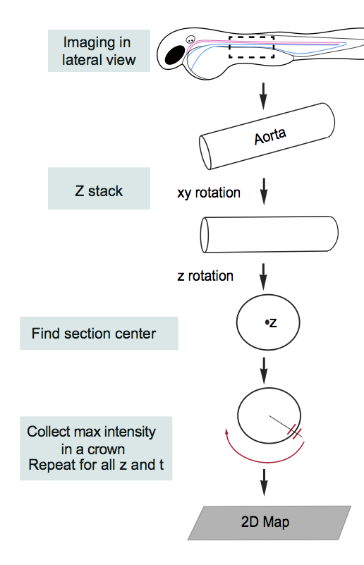 TubeSkinner | – Open Source Image Processing Software